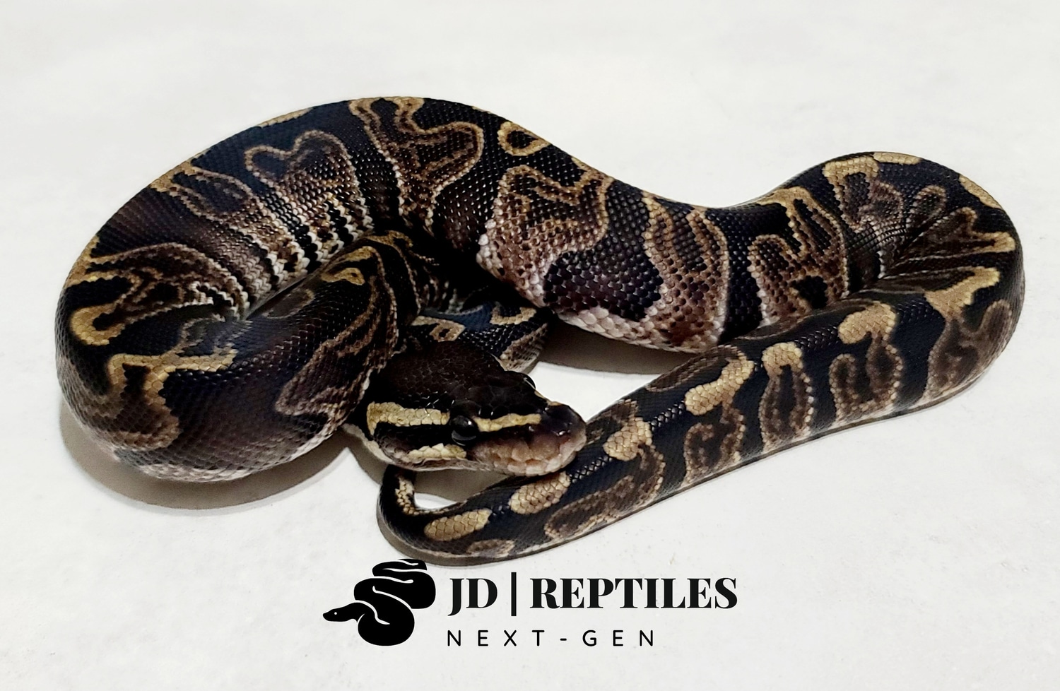 GHI Possible Chocolate Ball Python by JD | Reptiles Next-Gen - MorphMarket