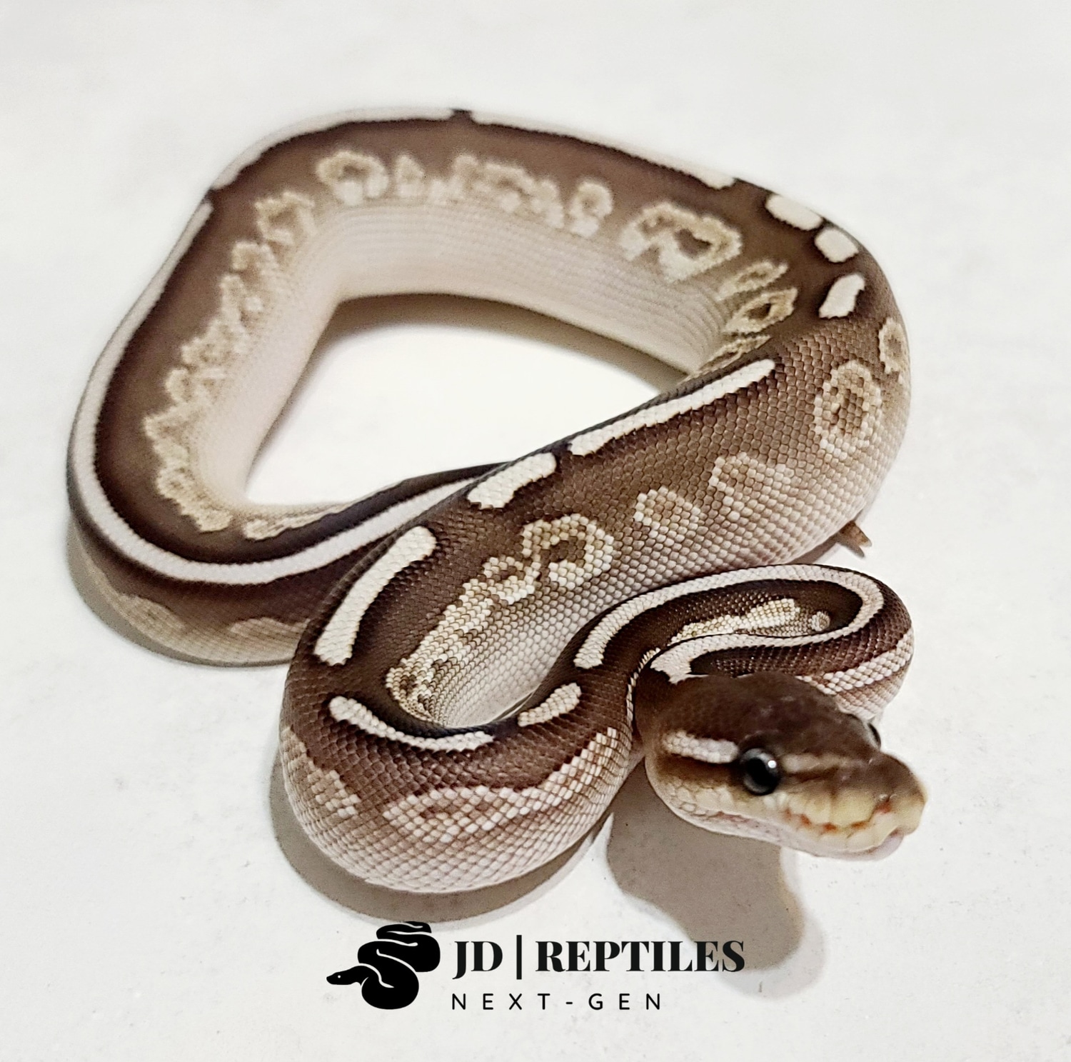 Black Pastel Lesser Ball Python by JD | Reptiles Next-Gen - MorphMarket