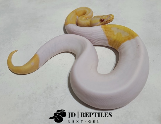 Candino Pied Possible Leopard Ball Python by JD | Reptiles Next-Gen