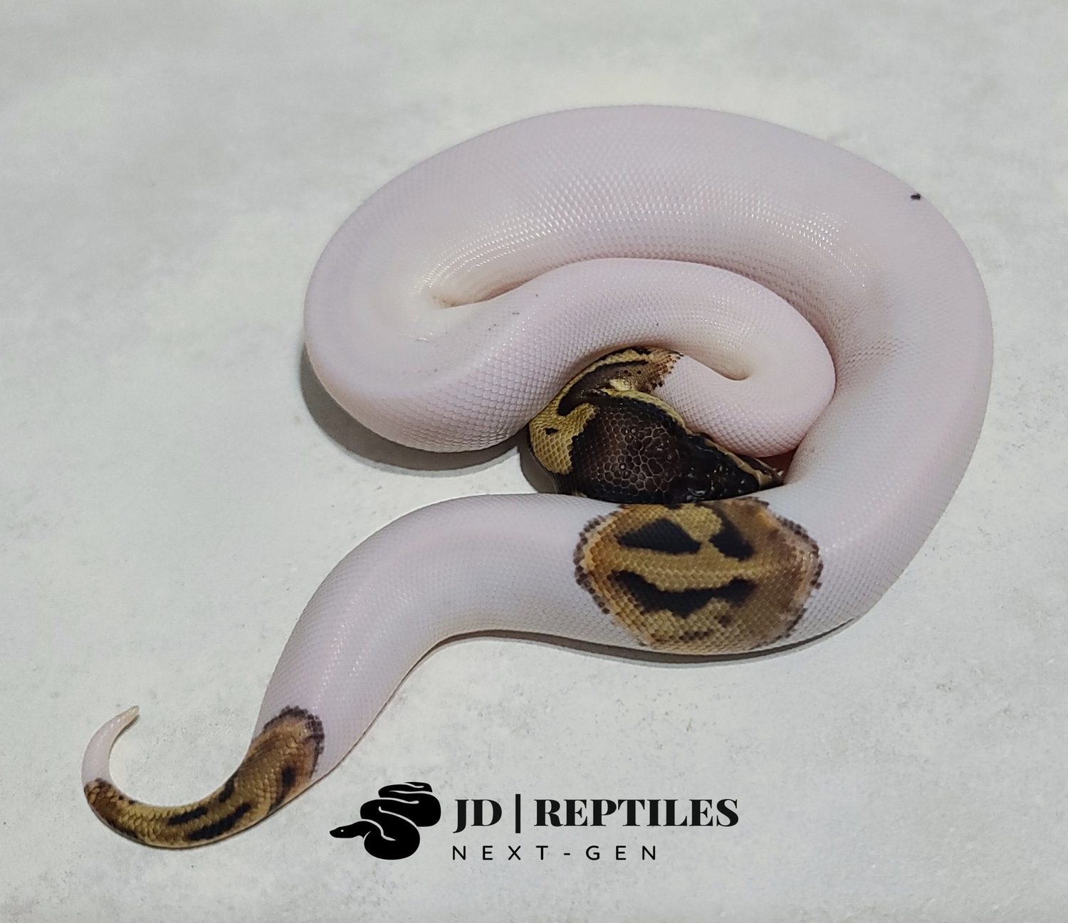 Pied Het Candino/Albino Possible Leopard Ball Python by JD | Reptiles ...