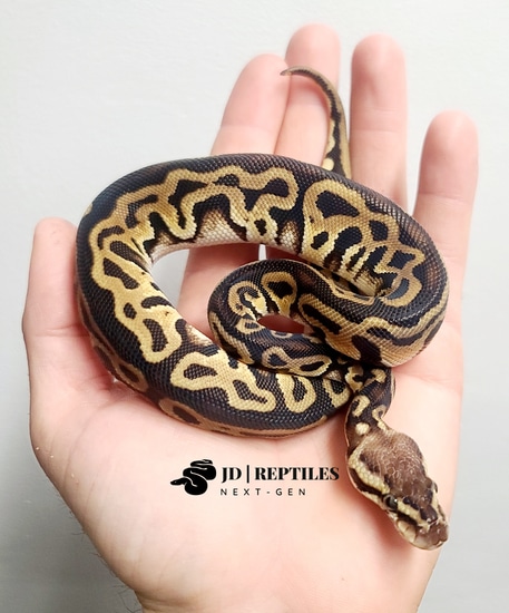 Pastel Leopard Het Clown 50%Het Albino Ball Python by JD | Reptiles Next-Gen