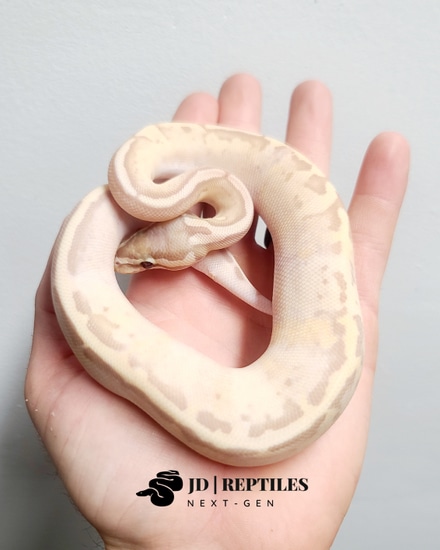 Pastel Banana Pied Ball Python by JD | Reptiles Next-Gen