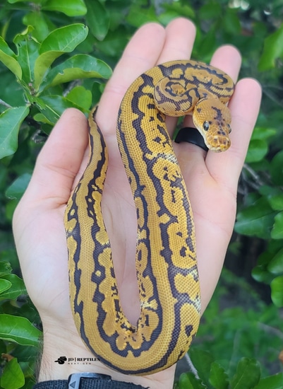 Confusion Calico Yellowbelly Clown Het Albino Ball Python by JD ...