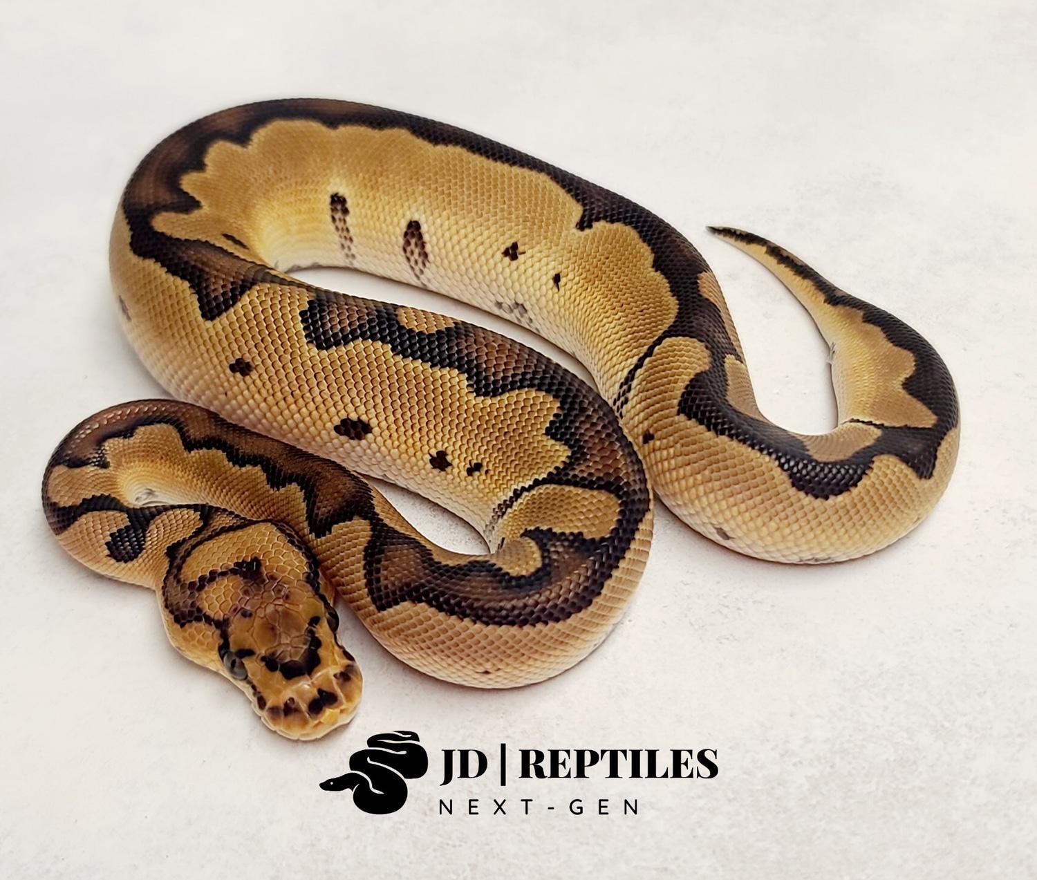Blade Clown Het Albino Ball Python by JD | Reptiles Next-Gen - MorphMarket