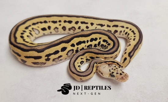 Pastel Leopard Orange Dream Clown Ball Python by JD | Reptiles Next-Gen