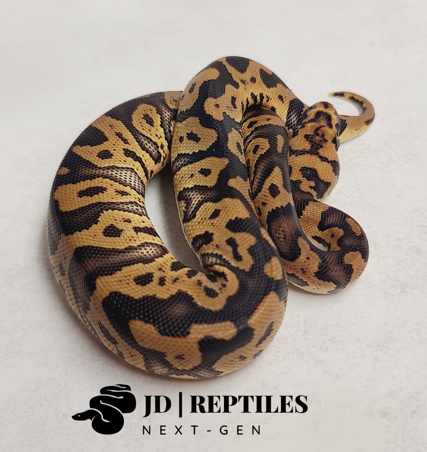 JD | Reptiles Next-Gen's Collection - MorphMarket