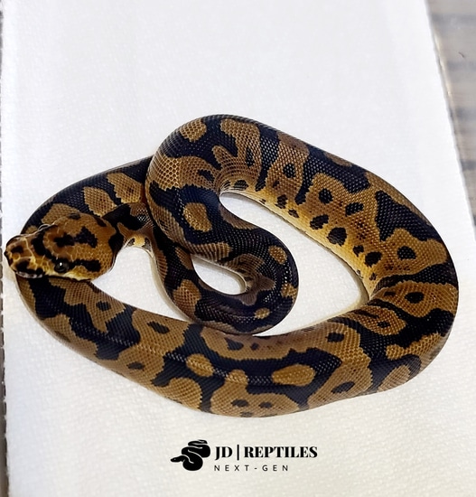 Confusion Clown Ball Python by JD | Reptiles Next-Gen