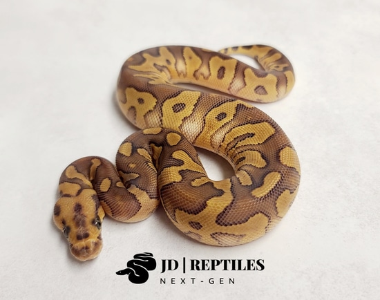 Confusion Lesser Clown Ball Python by JD | Reptiles Next-Gen