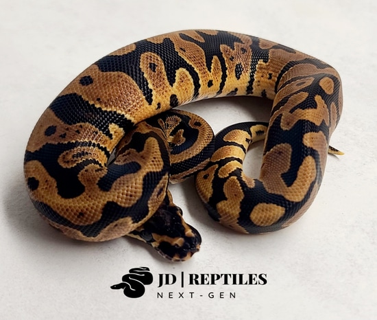 Confusion Het Clown Possible Calico Ball Python by JD | Reptiles Next-Gen