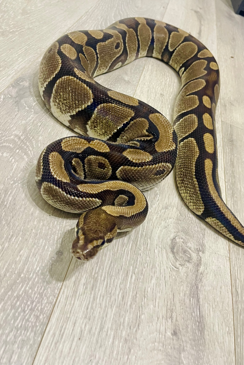 Het Genetic Stripe Ball Python by Area304Morphs - MorphMarket
