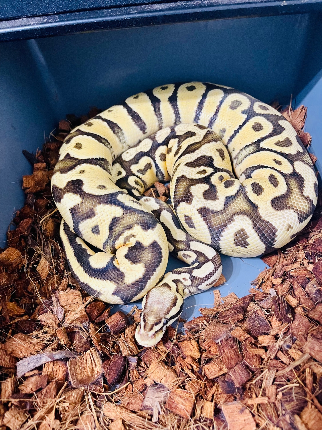 Firefly Ball Python by Area304Morphs - MorphMarket