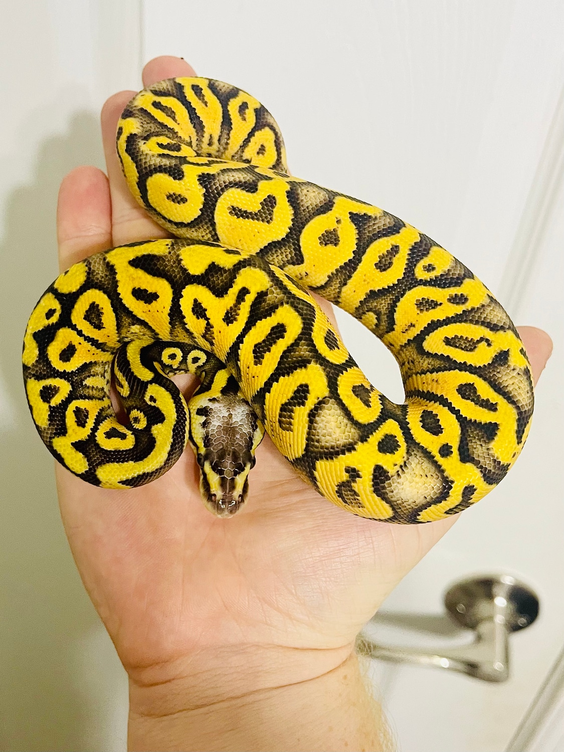 Super Pastel YB/Specter 50% Het Clown Ball Python by Area304Morphs ...