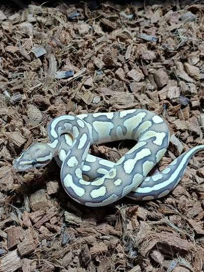 Butterfly Ball Python by Stocks Serpents