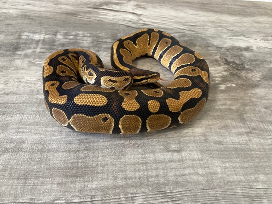 Breed Ready Dbl Het. Sunset/ Clown Ball Python by SunDazed Reptiles