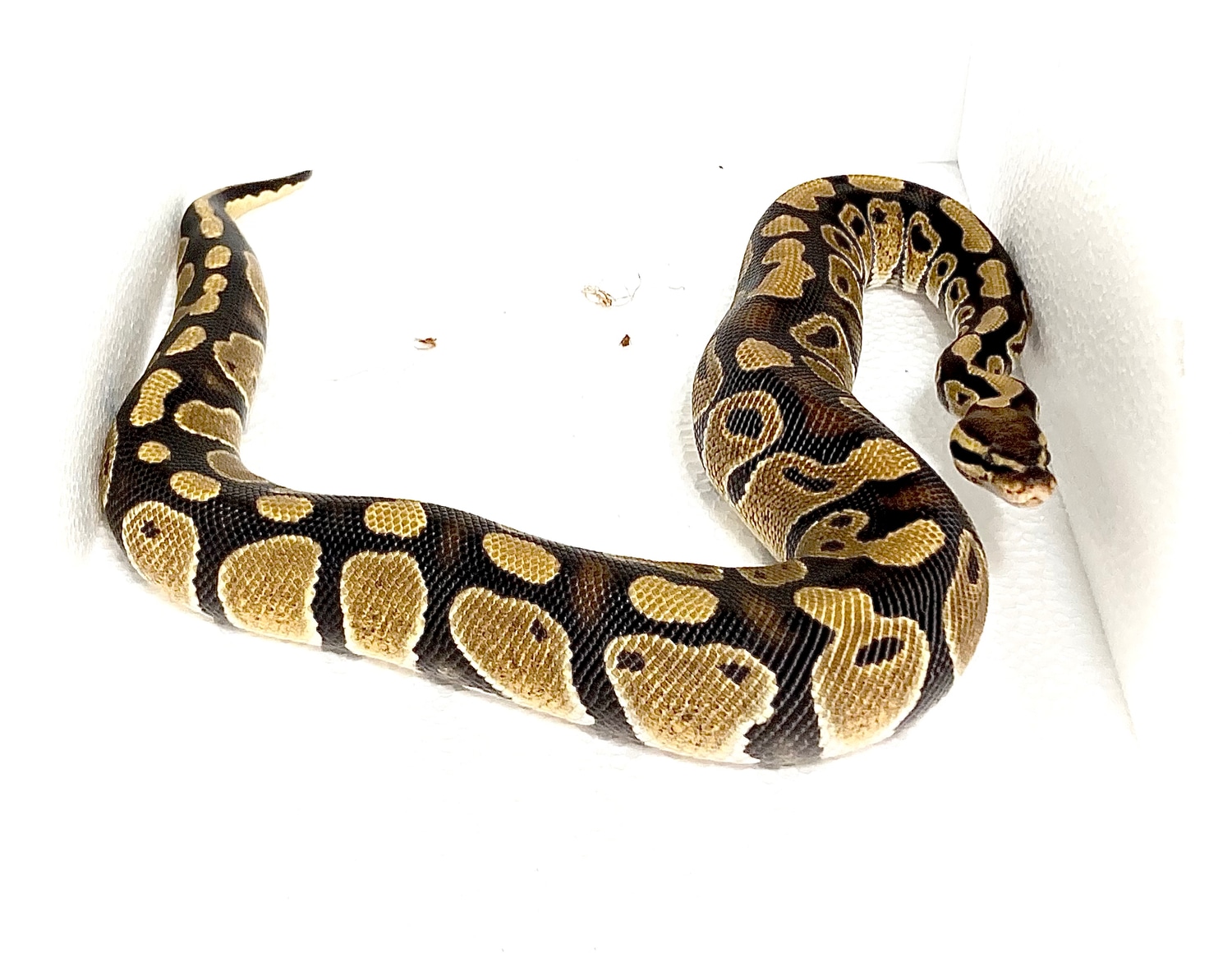Dbl Het. Sunset/ Clown Ball Python by SunDazed Reptiles LLC - MorphMarket