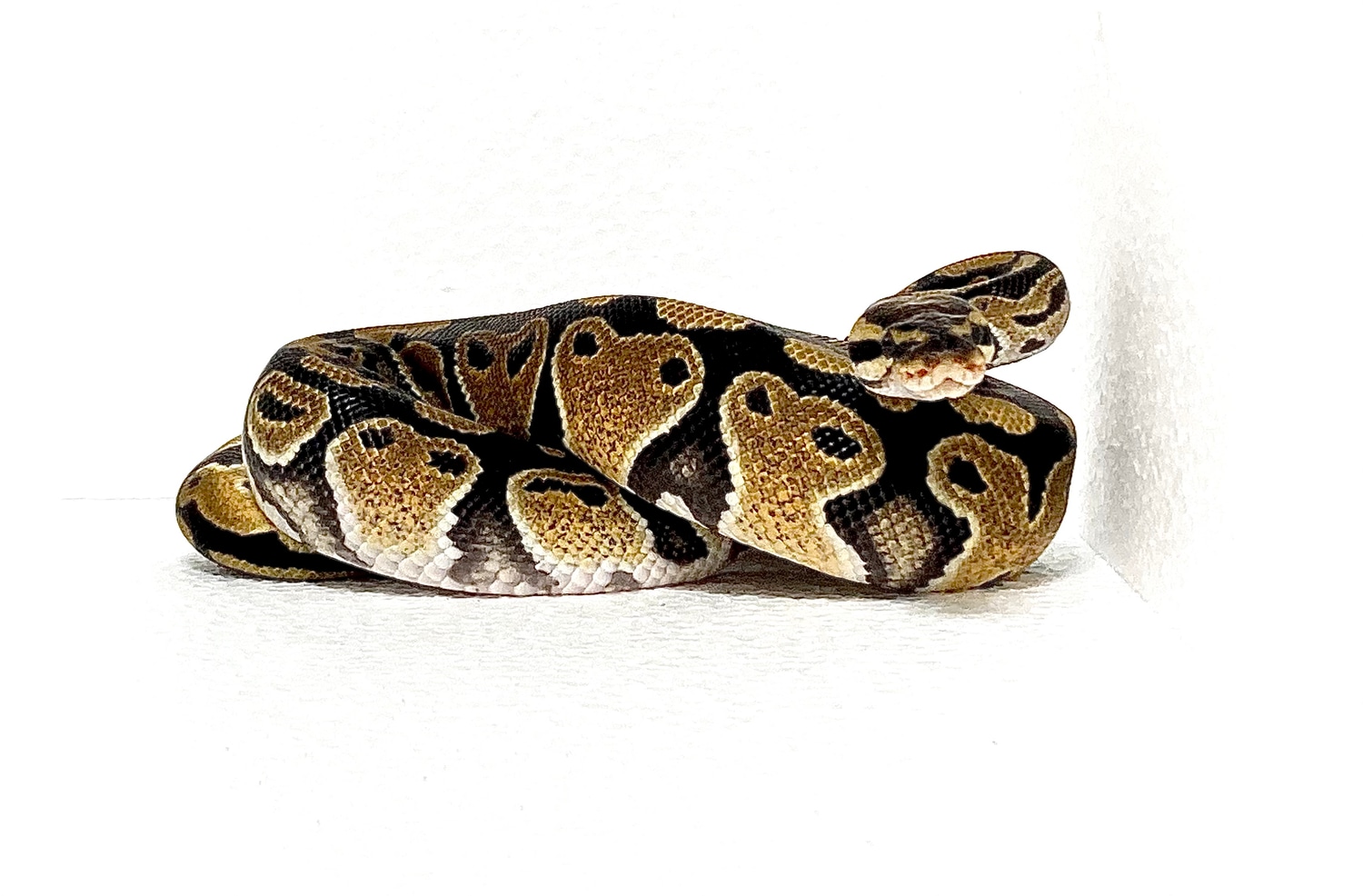 Dbl Het. Sunset/ Clown Ball Python by SunDazed Reptiles LLC - MorphMarket