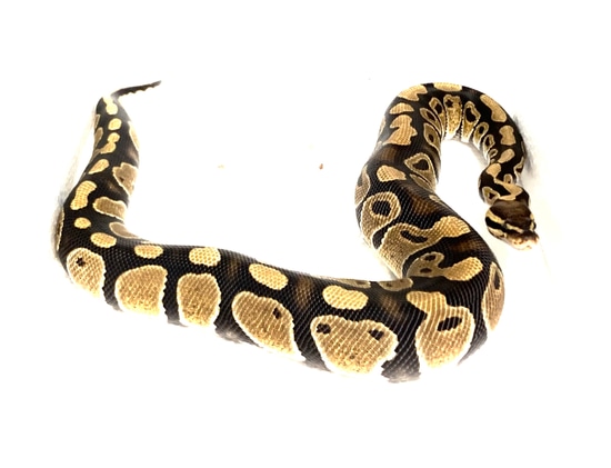 Breed Ready Dbl Het. Sunset/ Clown Ball Python by SunDazed Reptiles