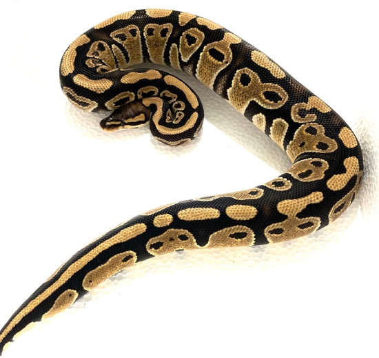 RTB Dbl Het. Sunset/ Clown Ball Python by SunDazed Reptiles