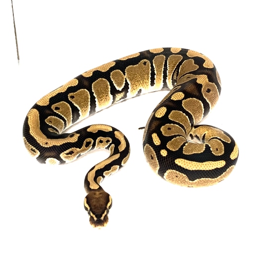Breed Ready Dbl Het. Sunset/ Clown Ball Python by SunDazed Reptiles