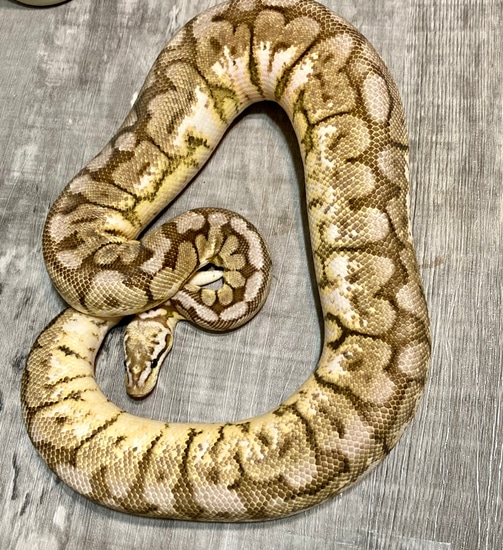 Pewter Bee Het. Hypo Ball Python by SunDazed Reptiles