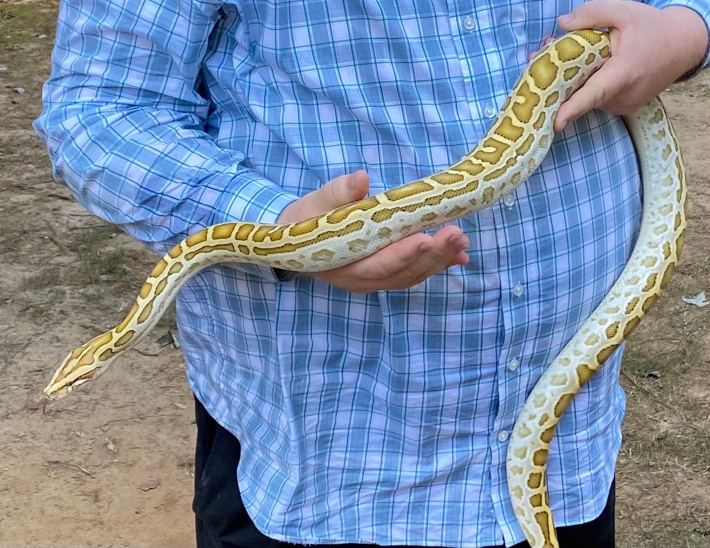 Hypo, 100% Het Labyrinth, 100% Het Green, 50% Het Granite Burmese ...