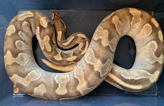 Enchi Fire Mojave Ball Python by XR Constrictors
