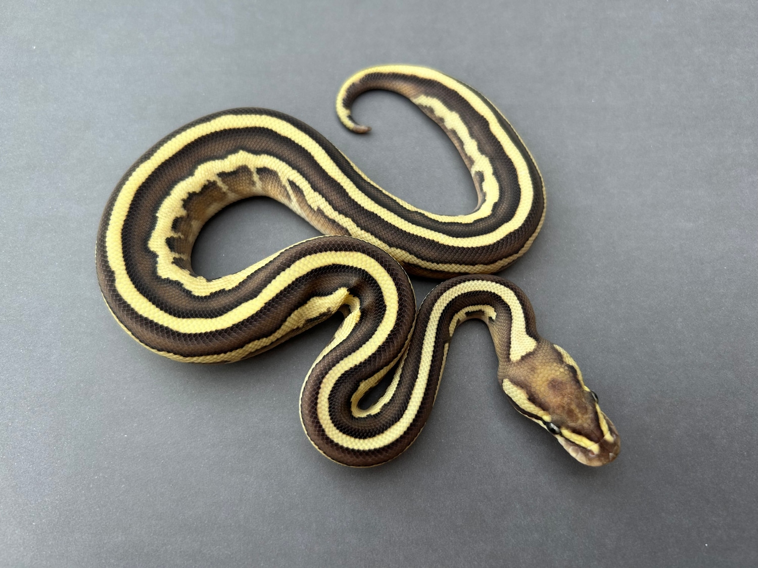 Leopard Lesser Fire Specter Ball Python by XR Constrictors - MorphMarket
