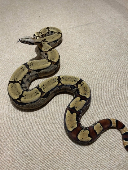 South Brazil BCC True Red-Tailed Boa Constrictor by XR Constrictors