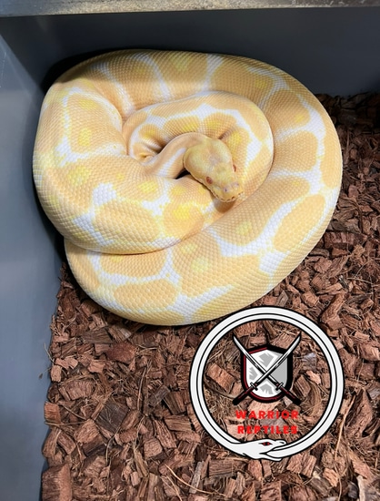 Over 2,200+ Grams -PROVEN BREEDER ALBINO FEMALE BALL PYTHON Ball Python ...