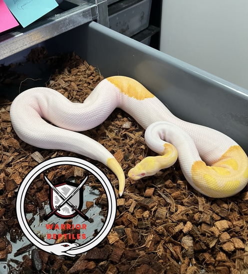 ** Stunning ** Proven Breeder! High-contrast, High-white Albino/pied Male Ball Python by Warrior ...