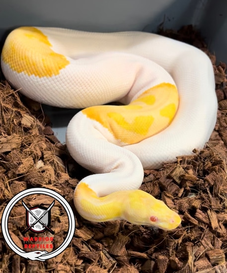 Free Shipping! ** Stunning ** Proven Breeder! High-contrast, High-white ...
