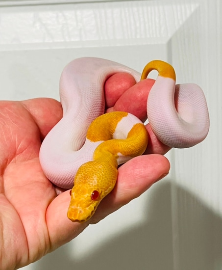 Handsome Albino Pinstripe Pied Male Ball Python by Warrior Reptiles