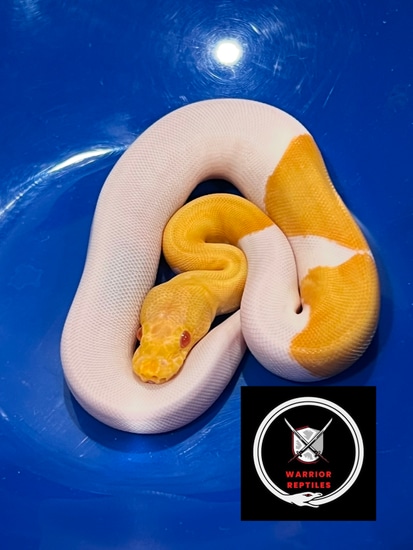Handsome Albino Pinstripe Pied Male Ball Python by Warrior Reptiles