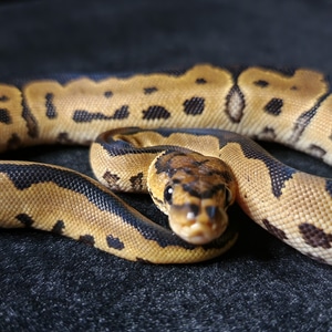 Majestic ball pythons - MorphMarket