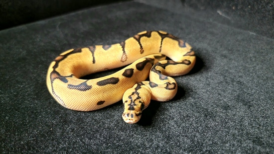 Clown Enchi Pastel Ball Python by Majestic ball pythons