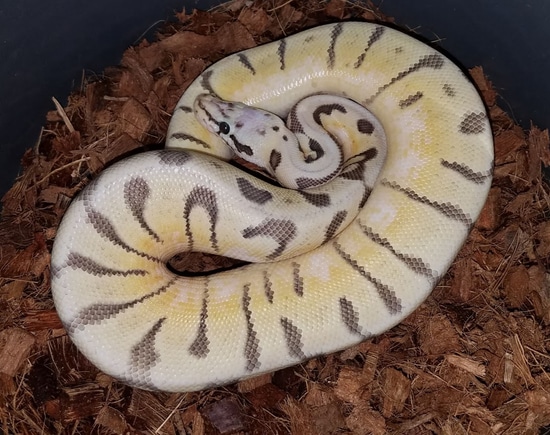 Funky Patterned Bumblebee Het Ghost Ball Python by Cloudy Water Domestics