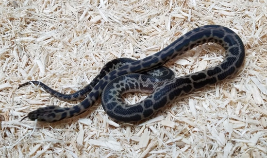 Cape York Spotted Python - Partial Stripe by Cloudy Water Domestics