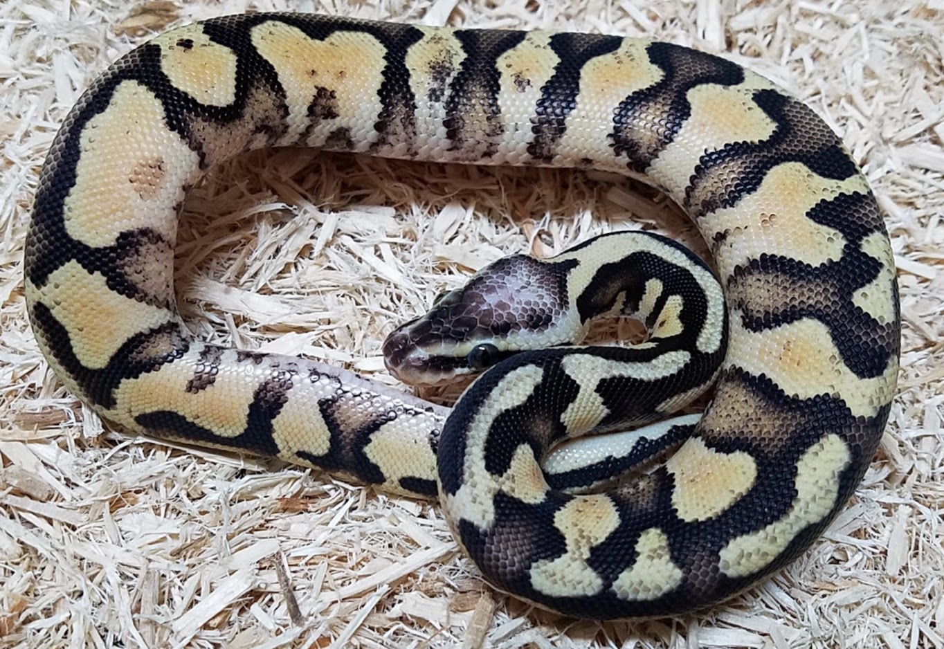 Pastel Orangebelly Het Ghost - ASSIST FEEDER Ball Python by Cloudy ...