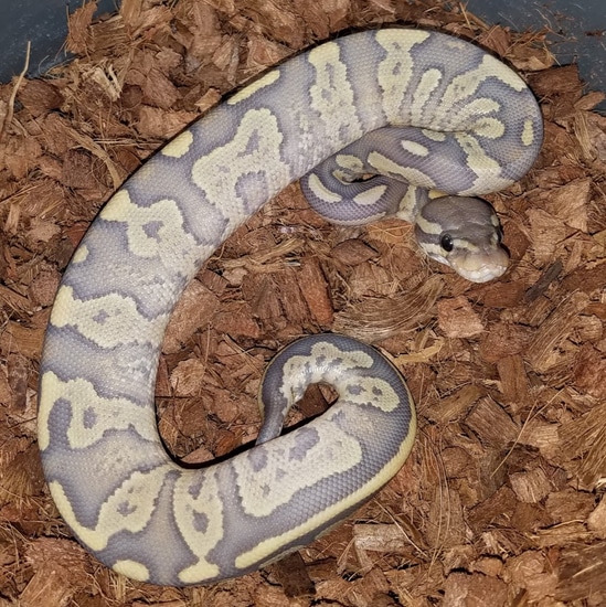 Chocolate Fire Ghost Ball Python by Cloudy Water Domestics