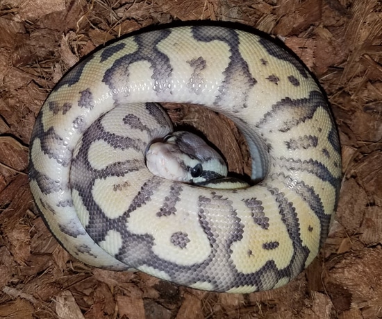 Firefly Ghost Ball Python by Cloudy Water Domestics