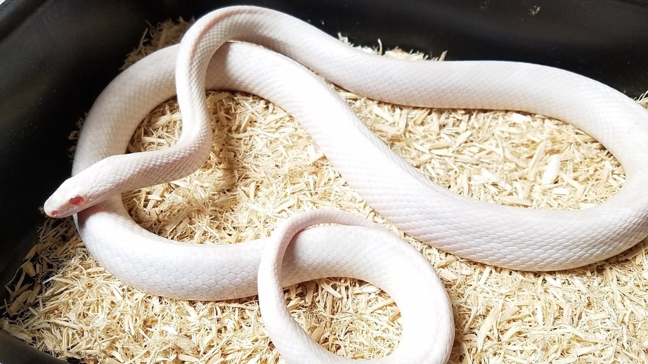 Opal Pos Het Caramel Corn Snake by Cloudy Water Domestics - MorphMarket