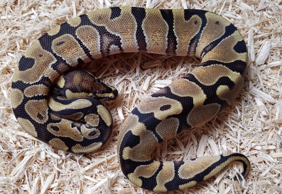 Enchi Double Het Clown And Ghost Ball Python by Cloudy Water Domestics
