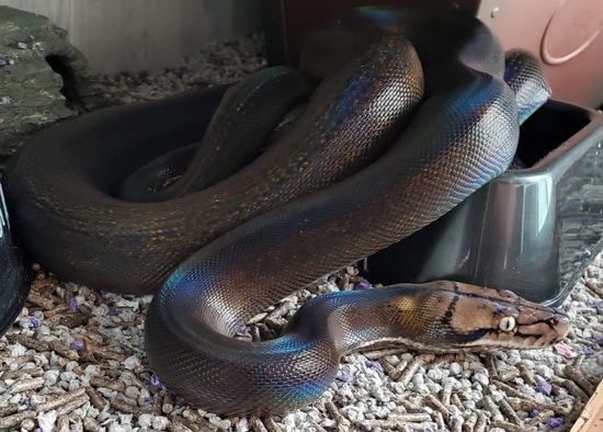 Goldenchild Het Orange Ghost Stripe And Purple Reticulated Python by ...