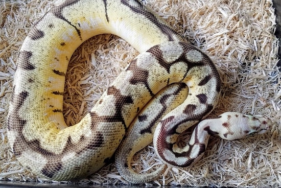 Pastel Spider Dinker "Nipper" Ball Python by Cloudy Water Domestics
