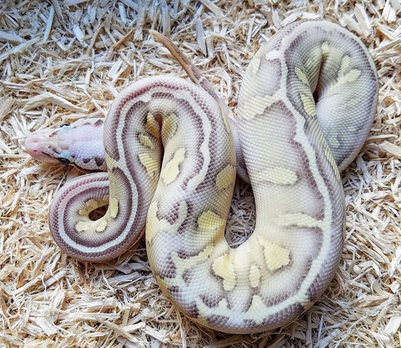 Super Pastel Fire Lesser Het Clown 66% Het Ghost "Velvet" Ball Python ...