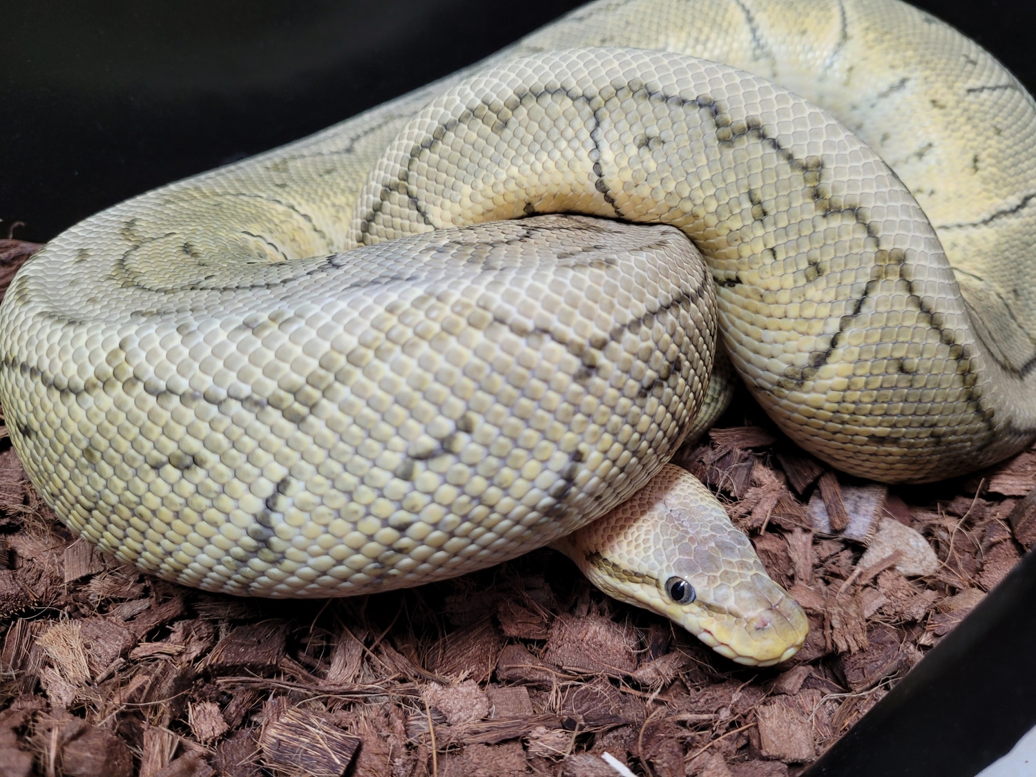 Pastel Pinstripe Ghost Ball Python by Cloudy Water Domestics - MorphMarket