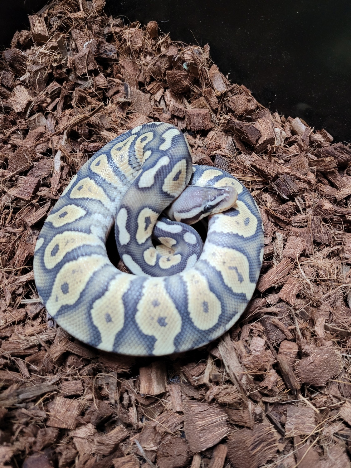 Pastel Chocolate Hypo Ball Python by Cloudy Water Domestics - MorphMarket