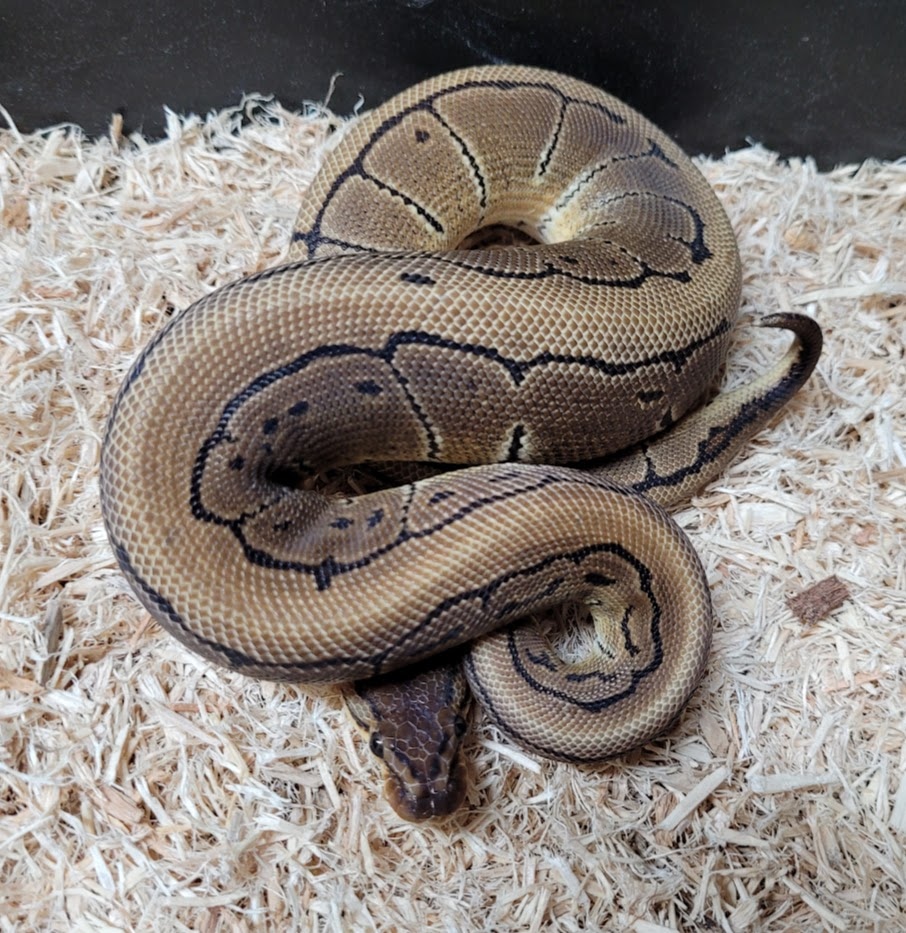 Pinstripe DH Clown Hypo Ball Python by Cloudy Water Domestics - MorphMarket
