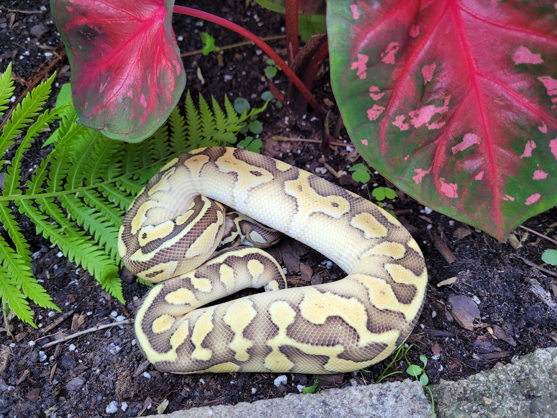 Pastel Lesser Het Clown 66% Het Hypo - Brighter Yellow Ball Python by ...
