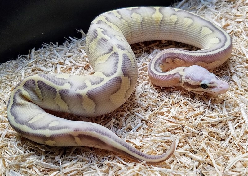 Super Pastel Fire Lesser Ghost Het Clown "Polaris Ball Python by Cloudy ...